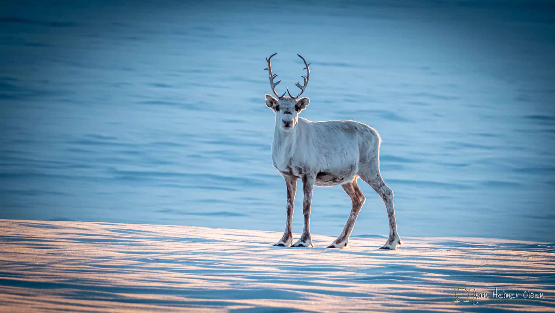 Rapport: Vindkraft – katastrofalt for reindrift og naturforvaltning ...