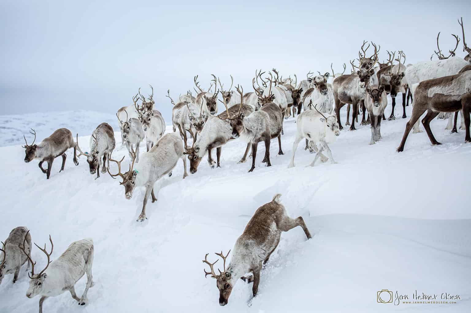 Reinfakta.no V2 - Informasjonsside om reindrift i Norge